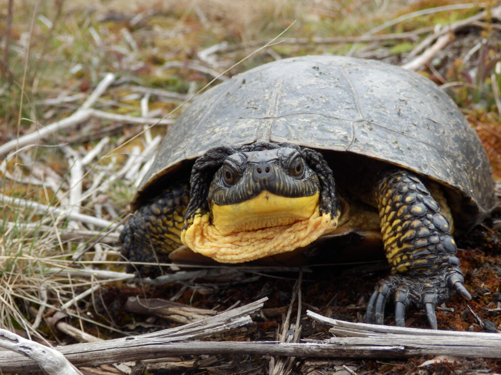 Conservation Spotlight: Protecting Blanding’s Turtle’s in the Highlands ...