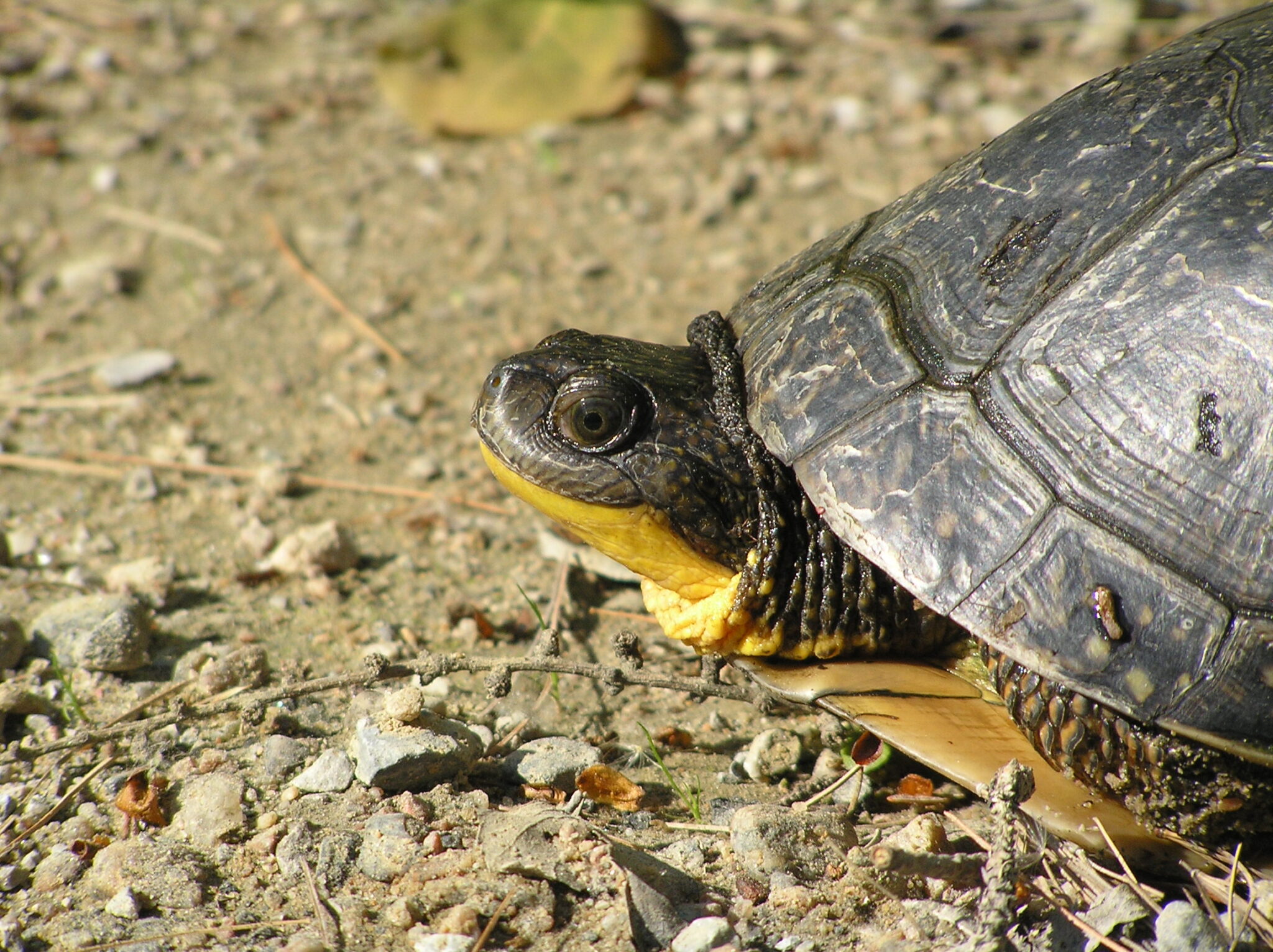 Conservation Spotlight: Protecting Blanding’s Turtle’s in the Highlands ...