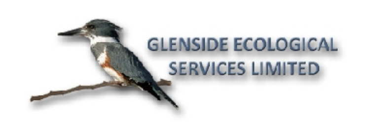 Conservation Spotlight: Protecting Blanding’s Turtle’s in the Highlands ...